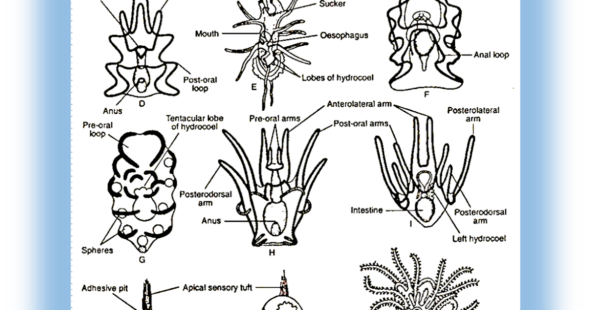 Larval forms of Echinoderms……..