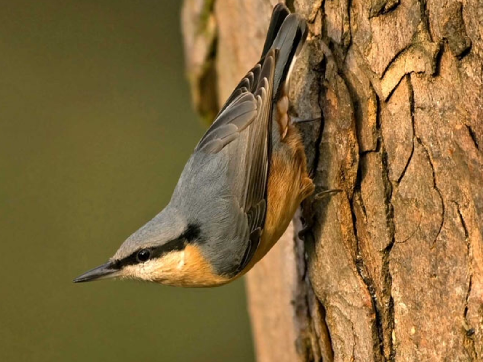 Worcester College Gardeners 2009-2018: Bird Species Number 53, The Nuthatch