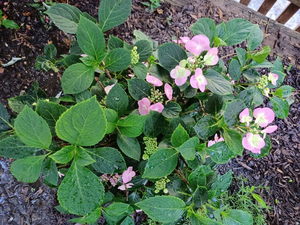 Future Plants by Randy Stewart: Hydrangea - Other Species