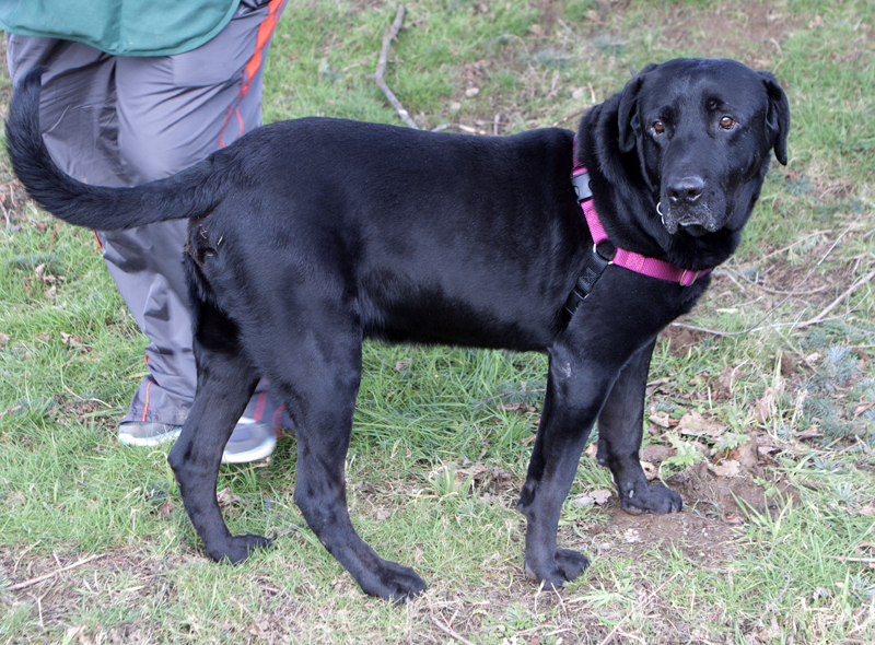 Shelter Dogs of Portland: "BART" BIG Black Lab mix!