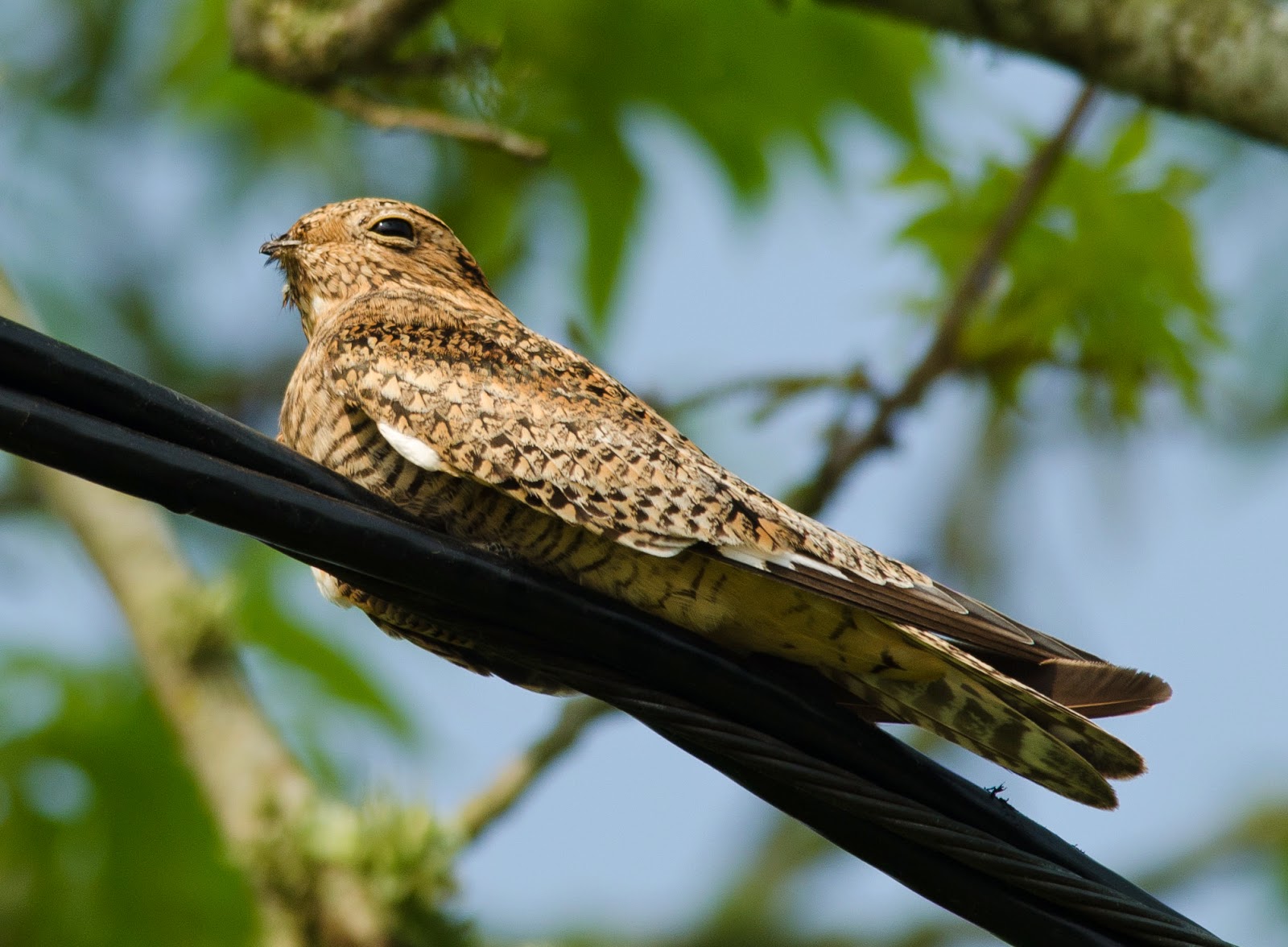 Gordon's Birding Adventures: Texas: The Real & Serious Begininng