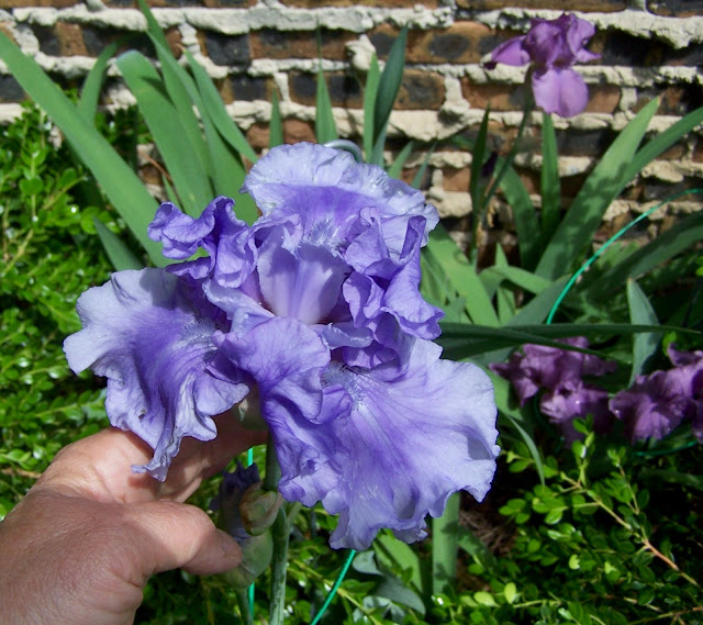 Somethings Old, New, Green, Redo!: Midwest Gardening 2021: IRIS ...