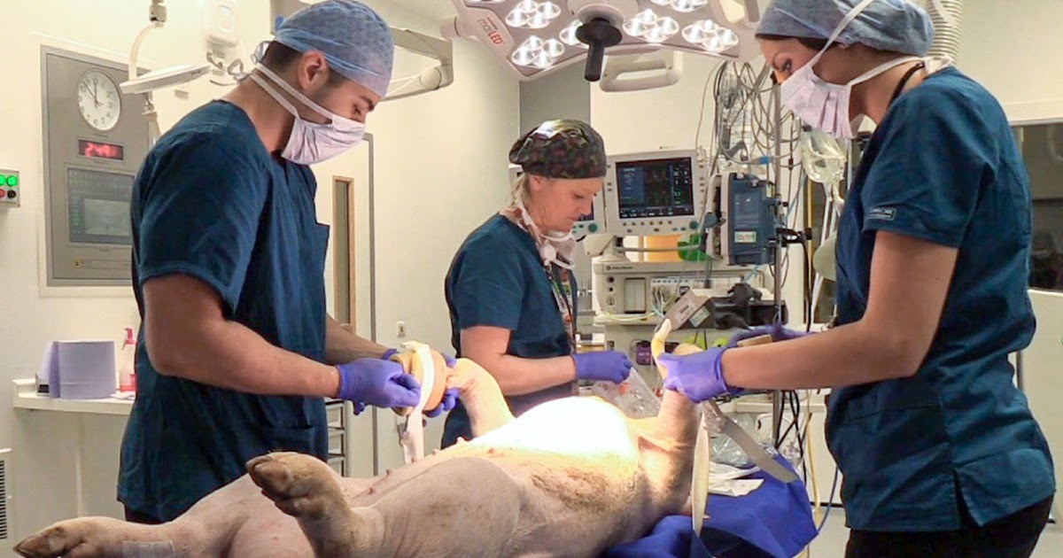 Astonishing biology blogs: Animals in laboratories