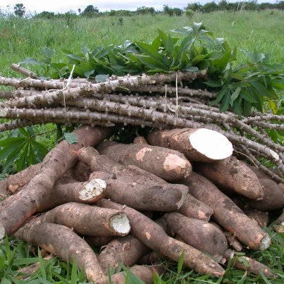 Discover Life: What Is Sabudana / Tapioca / Sago (साबूदाना): Is ...