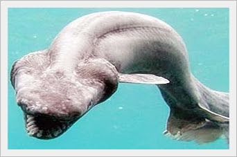 Sea Zone: Frilled shark