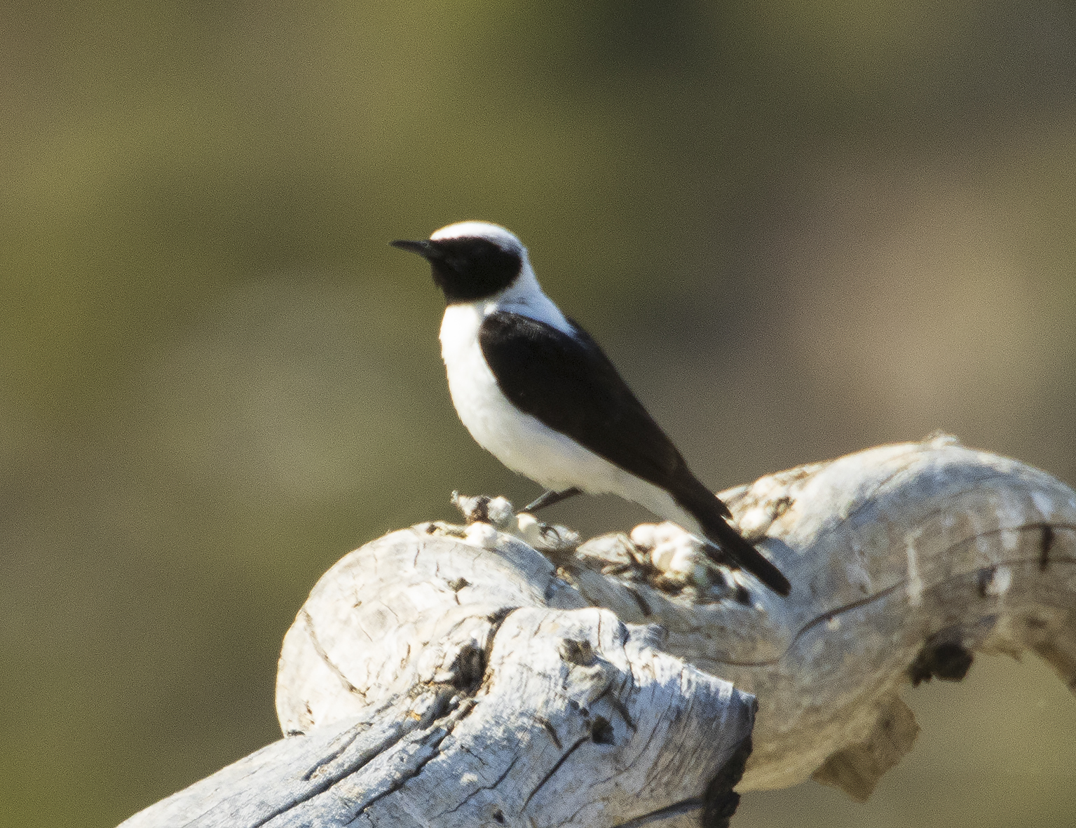 Birdwatching in Athens: Summer on Mt Parnitha