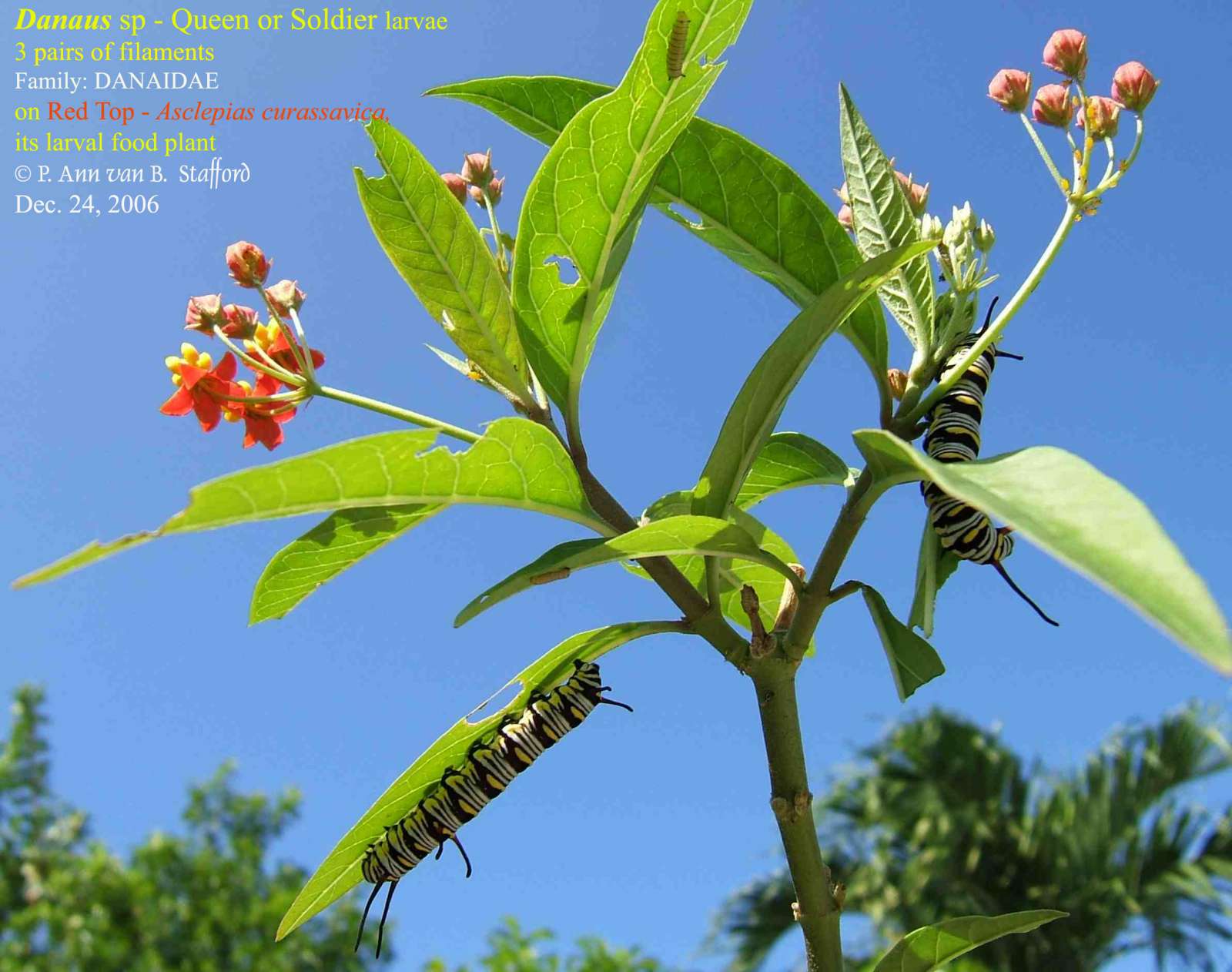 CaymANNature: Earth Day - Cayman’s native plants for native wildlife