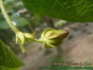 Medicinal Plants: Abroma augusta