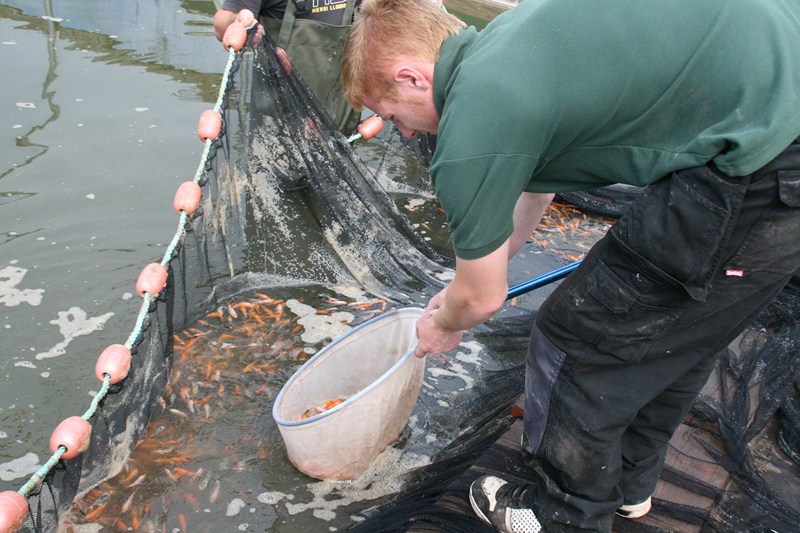 Holmeswood Koi: Fry Cull No2