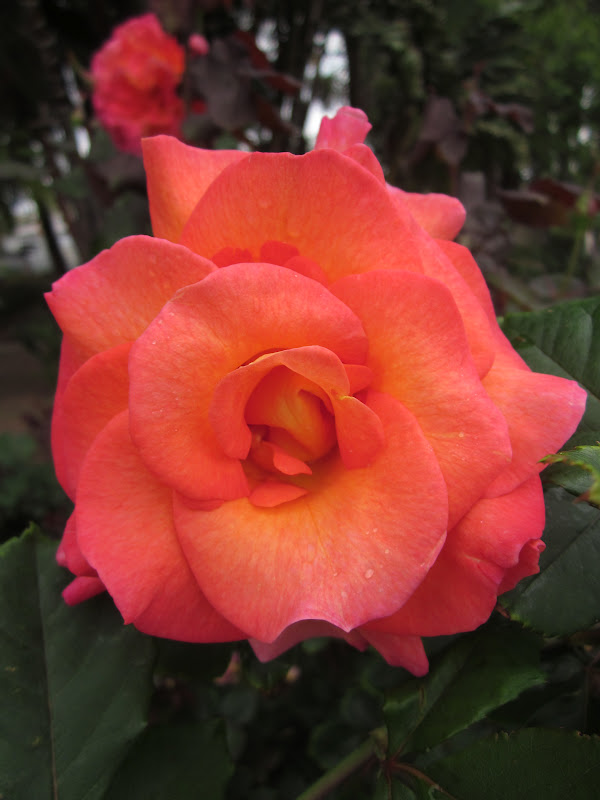 Garden Discoveries: California Roses