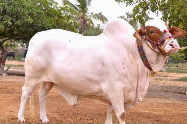 Karachi Cow Mandi 2023 New Pictures Photos Videos Lahore Pakistan Price