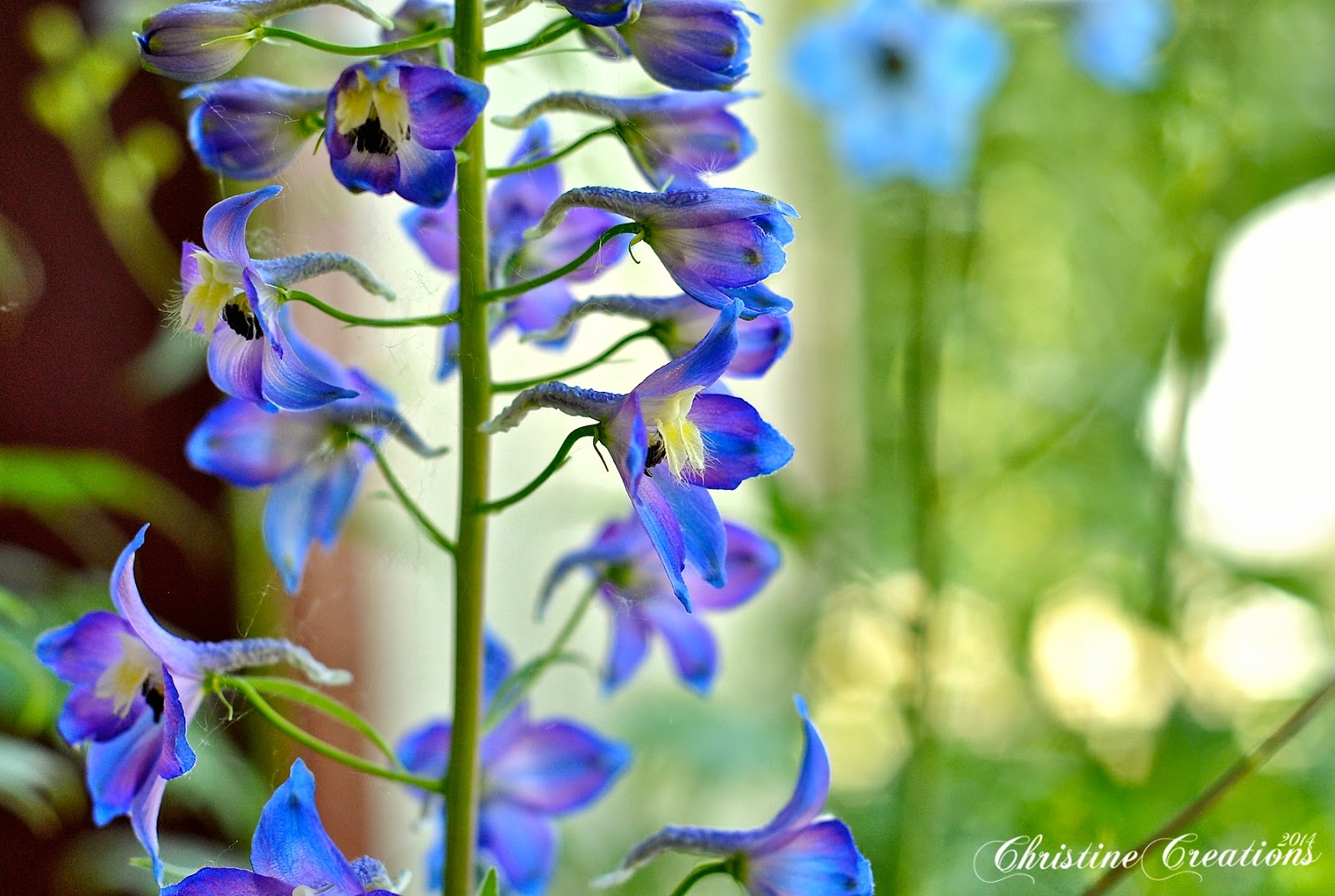 ChristineCreations: Beauty Captured - Twenty Six