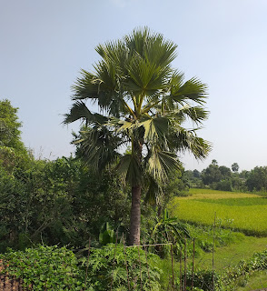 Plam tree: 5 amazing photos, A man climbing on plam tree