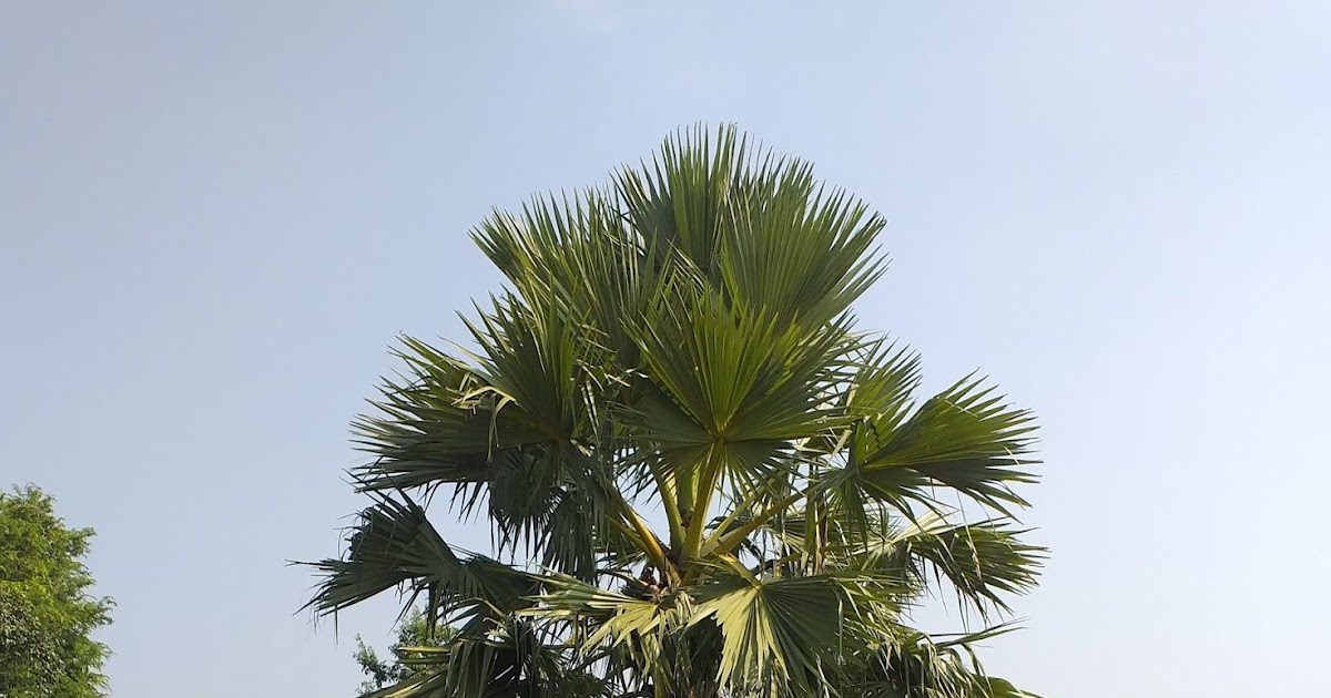 Plam tree: 5 amazing photos, A man climbing on plam tree