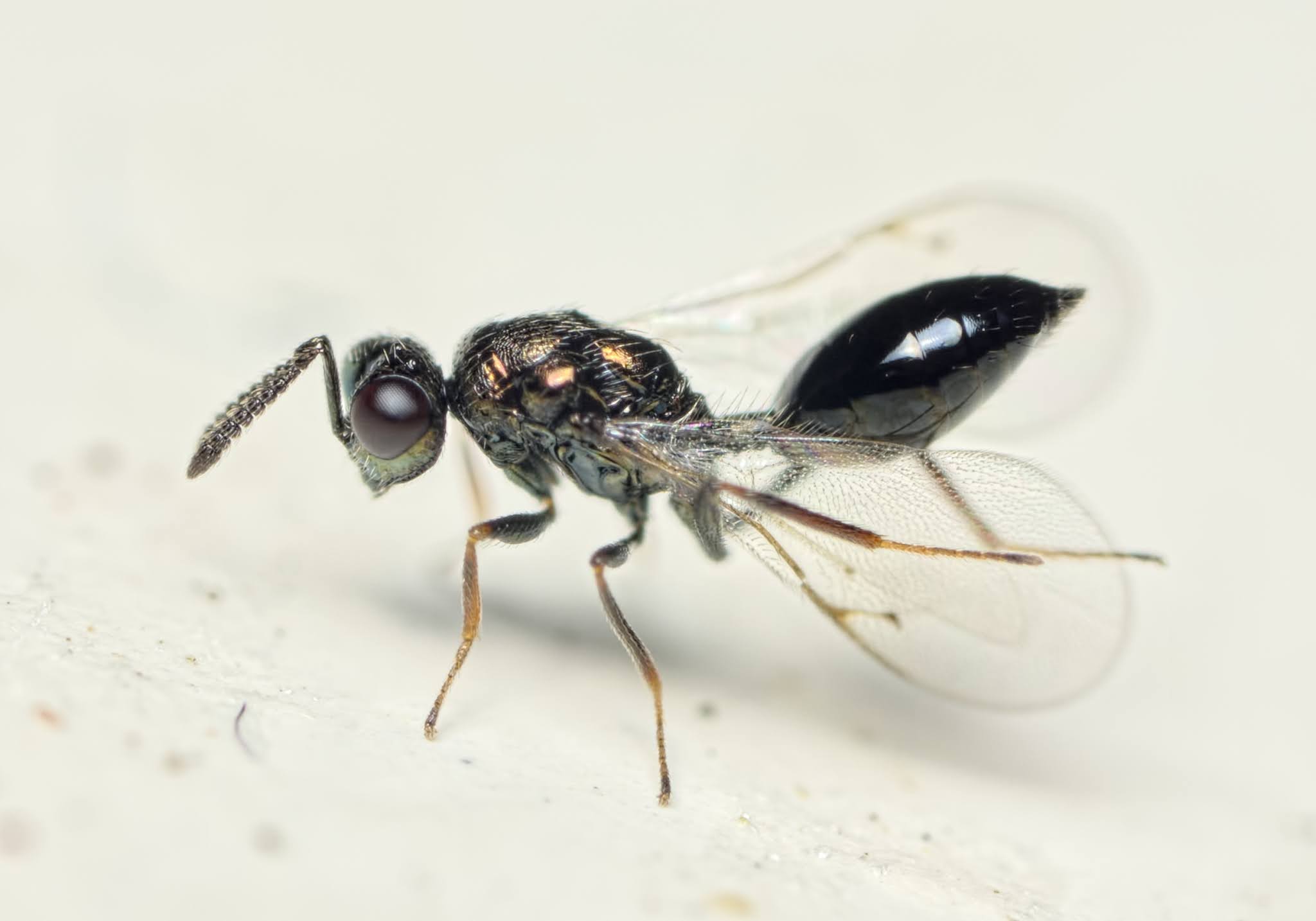 Variety of Life: Asaphinae