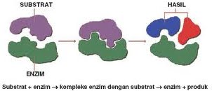 Kesihatan / Health: Apa Itu Enzim..-What Are Enzymes,