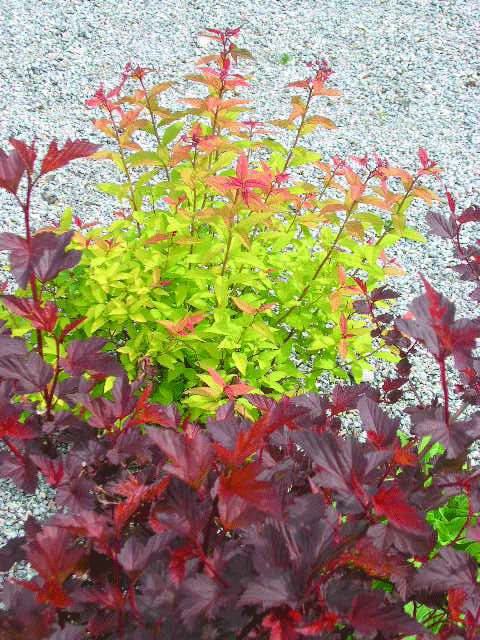 My rented garden: Spirea japonica ’Firelight', Eldspirea.