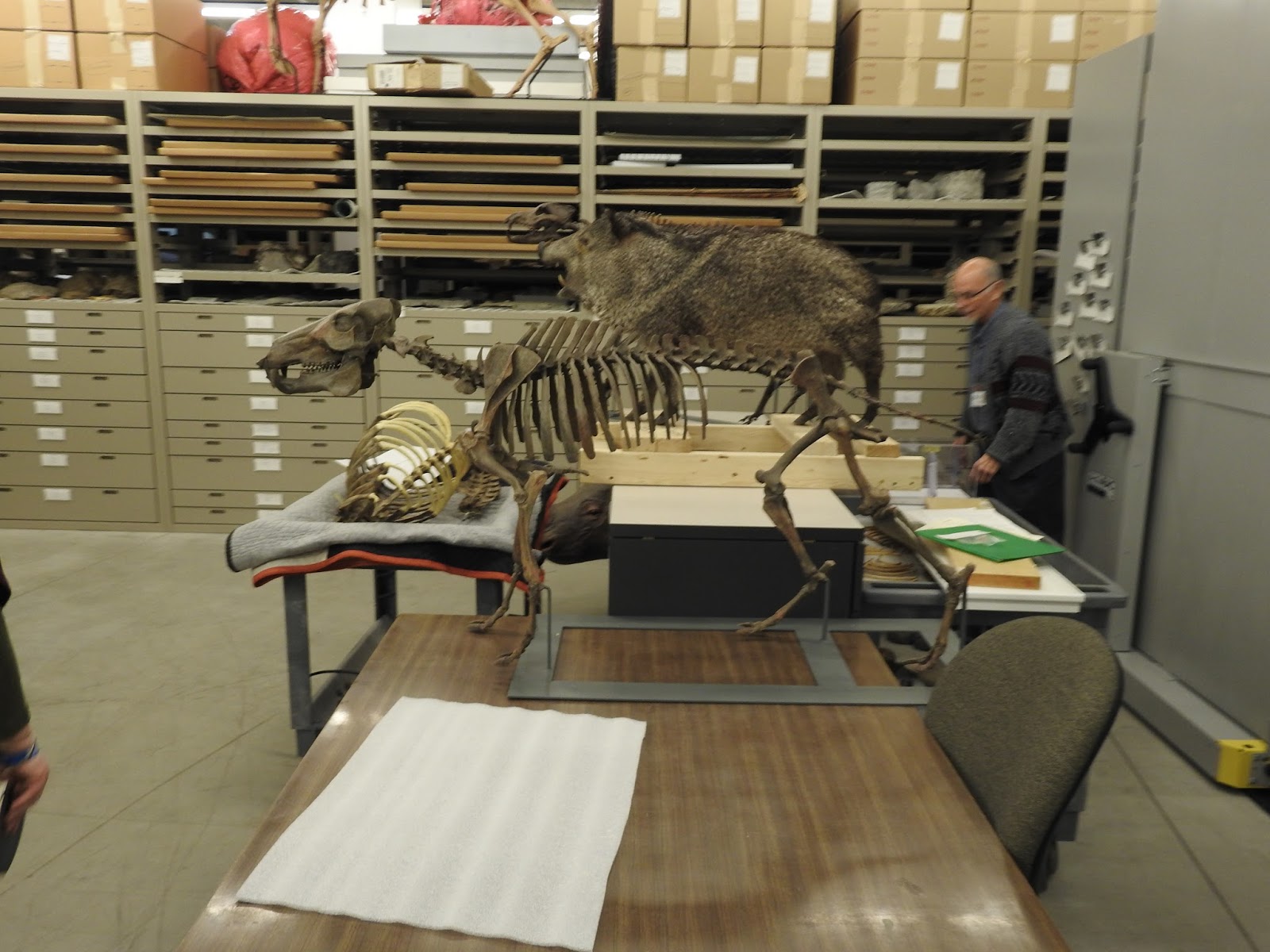 BONE ROOMS: January 2018