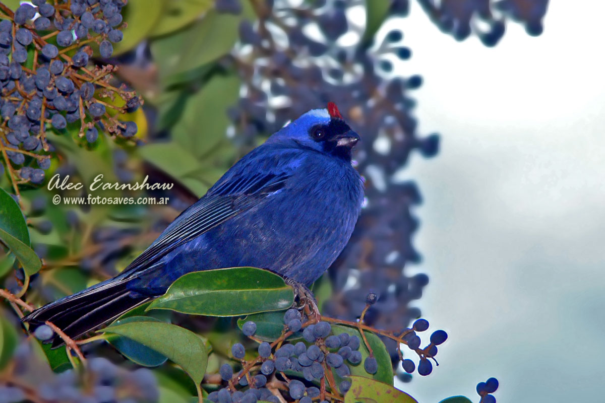 Cultura Guaraní: El cardenal azul