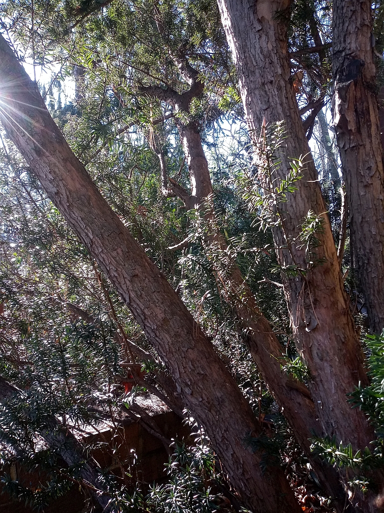 Future Plants by Randy Stewart: Yews - The Taxus Family