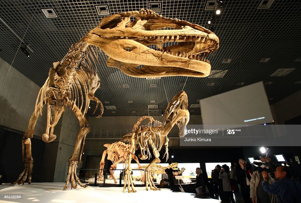 Dino Bios: Were Giganotosaurus and Mapusaurus the Same Genus?