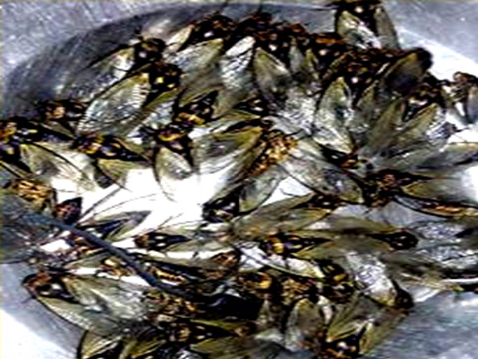 Ziarat District- Balochistan: TAZAAN (CICADAS) edible bug