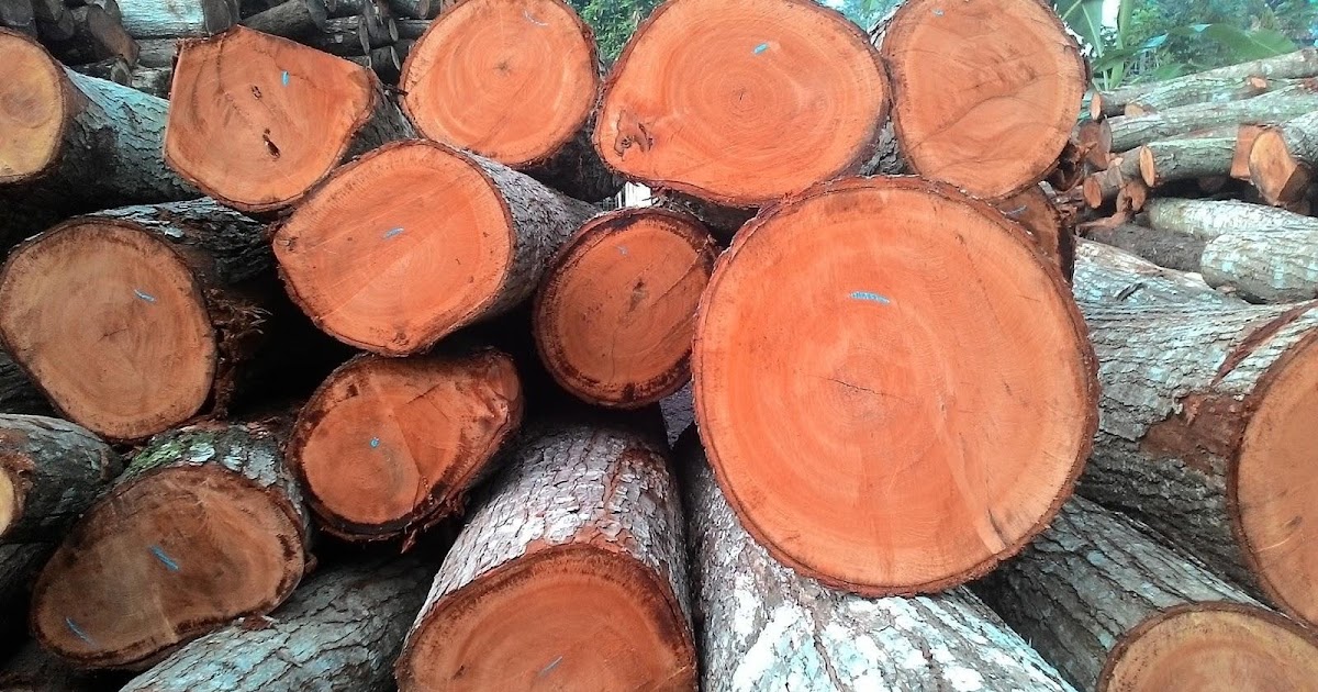 Cari Info Supplier Jual Kayu Semarang, Jawa Tengah - #1 SUPPLIER JUAL ...