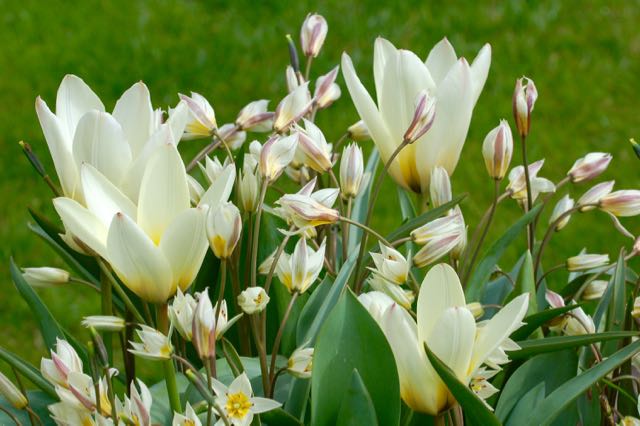 White tulips for naturalizing.