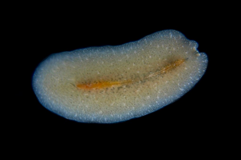 Promoting Research Investigations in the Marine Environment: Zac ...