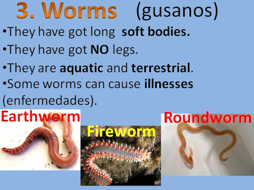 Maestro Eduardo: NS 4th LIVING THINGS. ANIMALS