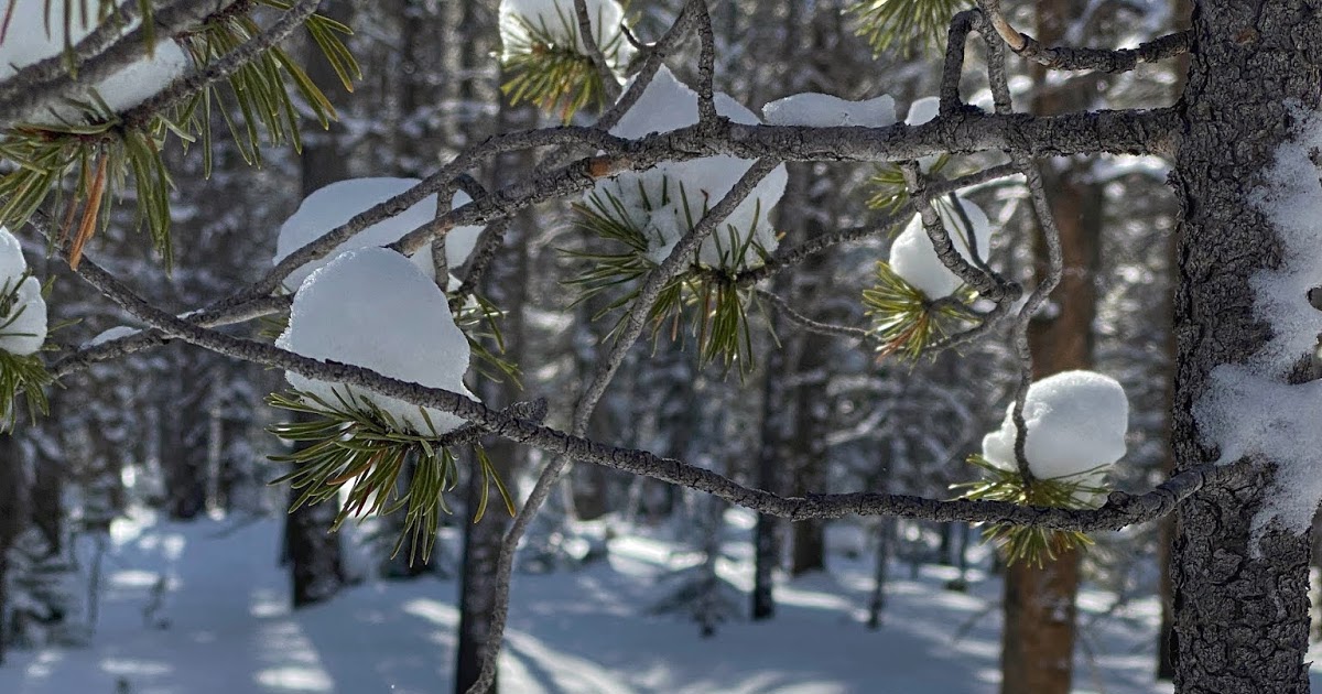 One Good Thing: Cotton Ball Trees - Small Stone - 28