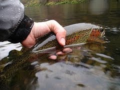 The Ultimate Trout Fishing Blog: Rainbow Trout Bait: What Do Trout Bite On?