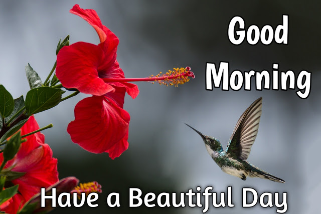 Top 10 Good Morning ji Wishes.Images greeting Pictures,Photos for ...