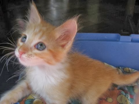 Adoptándonos: Preciosa gatita bebé de color naranja en adopción