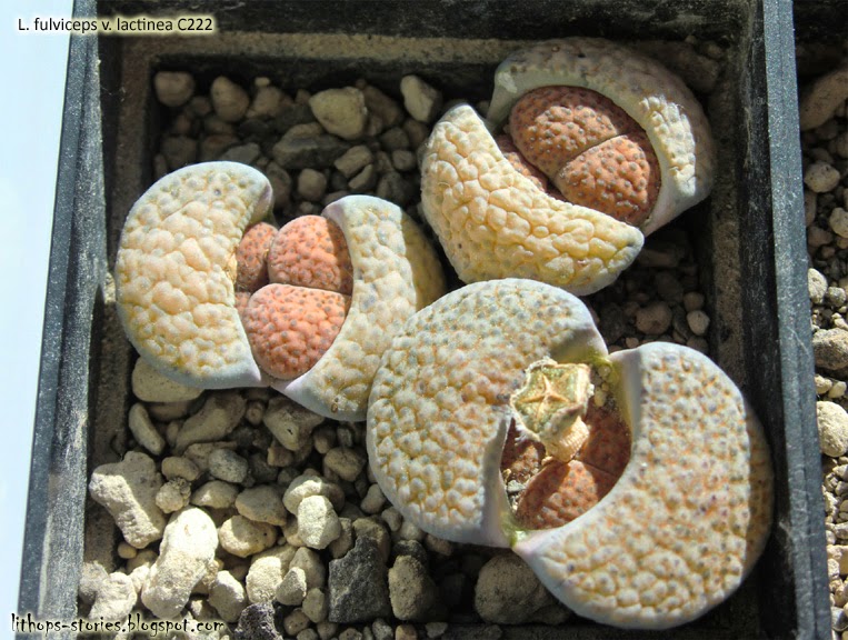 Lithops Stories New Growing Season lithops-stories-new-growing-season
