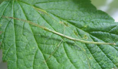 Kummitussirkat: Ramulus artemis - PSG 144