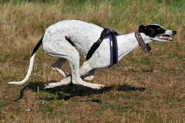 Punjabi Dog | King Of Fastest Dogs | Punjabi greyhound dog ~ ASIAN DOGS ...
