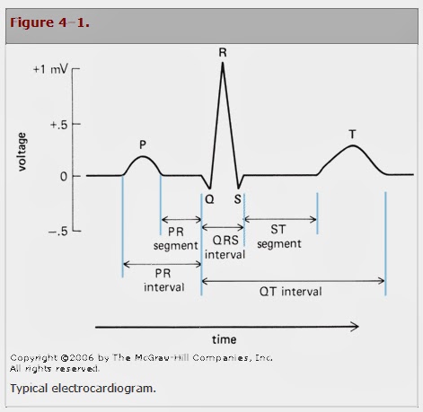 Quike & Vivi's World: Basic ECG concepts...(Arrhythmias Big picture)