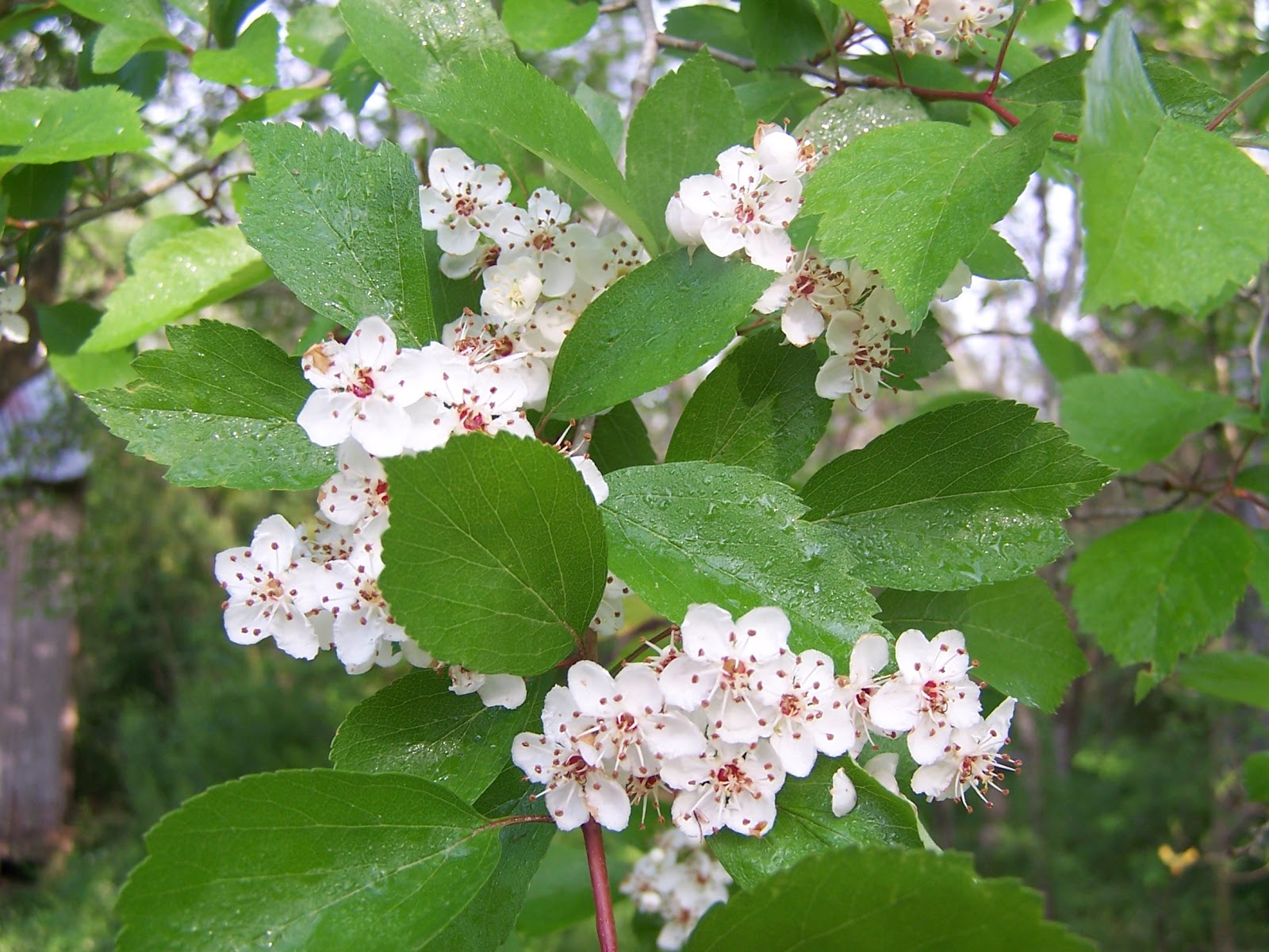 The Nature Dude: native hawthorns