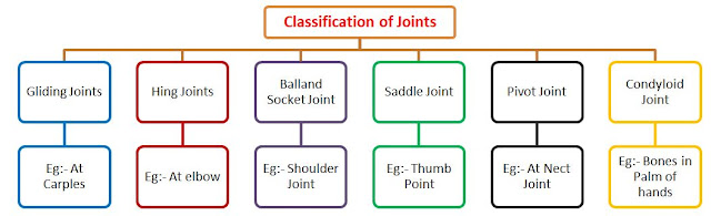NCERT Notes for Fundamentals of Anatomy and Physiology Class 11 PhE