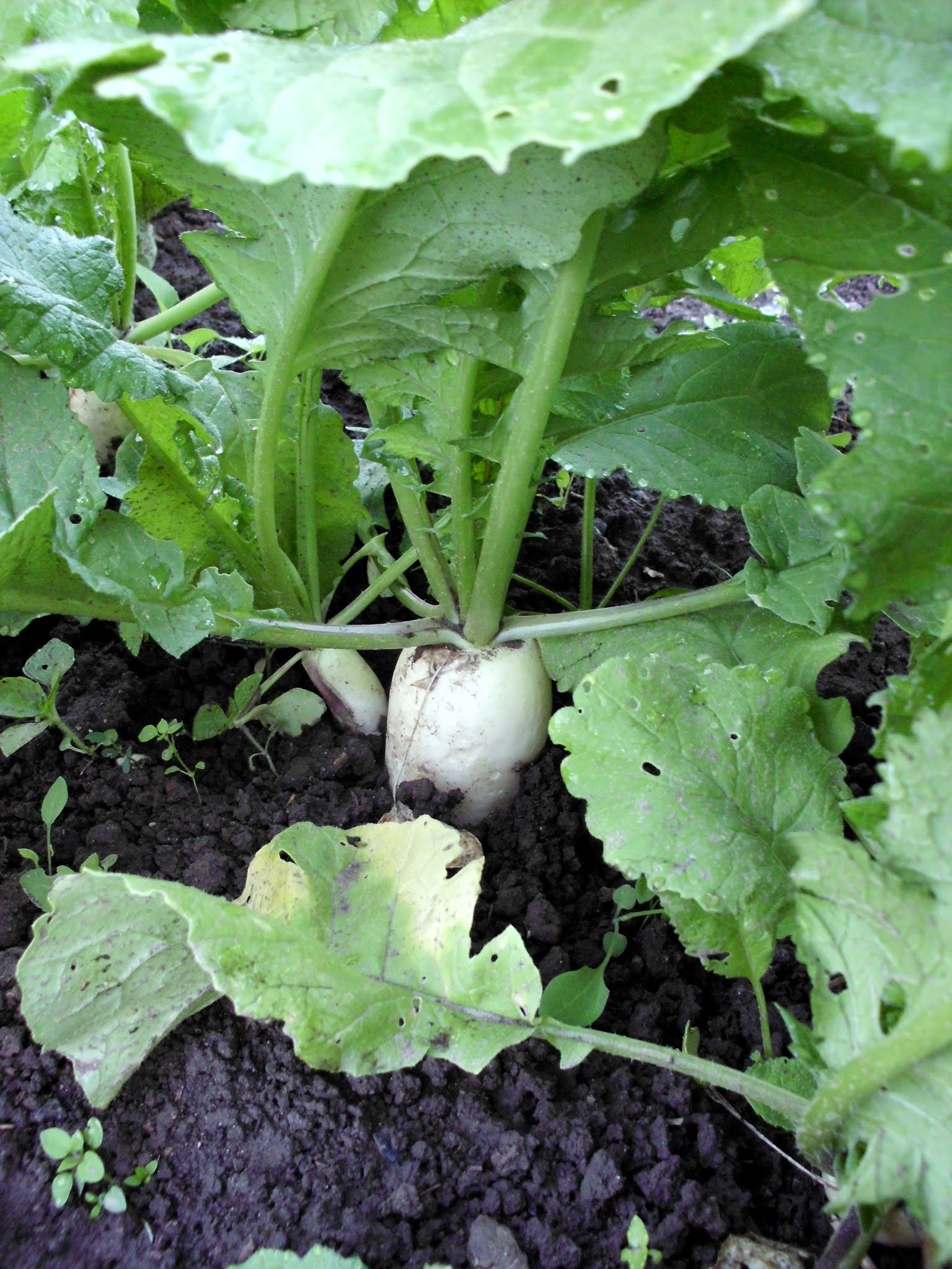 Absolut ehrlich!*****