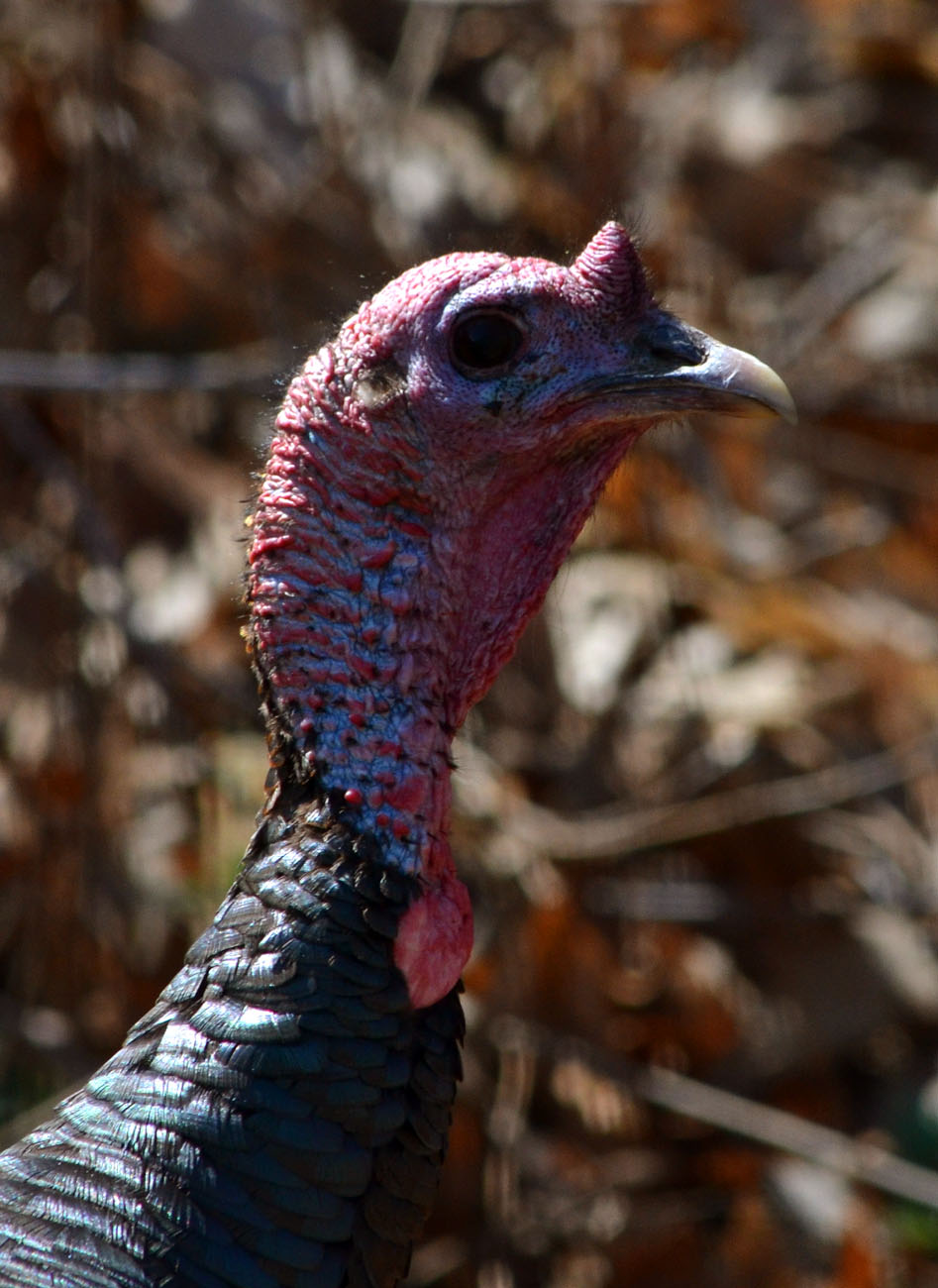 Woods Walks and Wildlife: April 2014