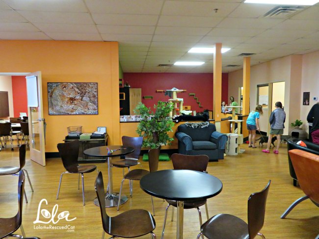Lola on the Road: Tiny Lions Lounge and Adoption Center (Ann Arbor, MI ...