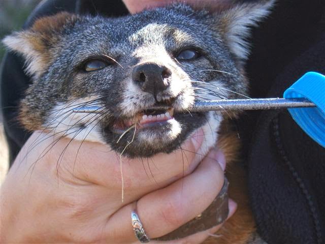 Friends of the Island Fox: Health Checks for Catalina Island Foxes