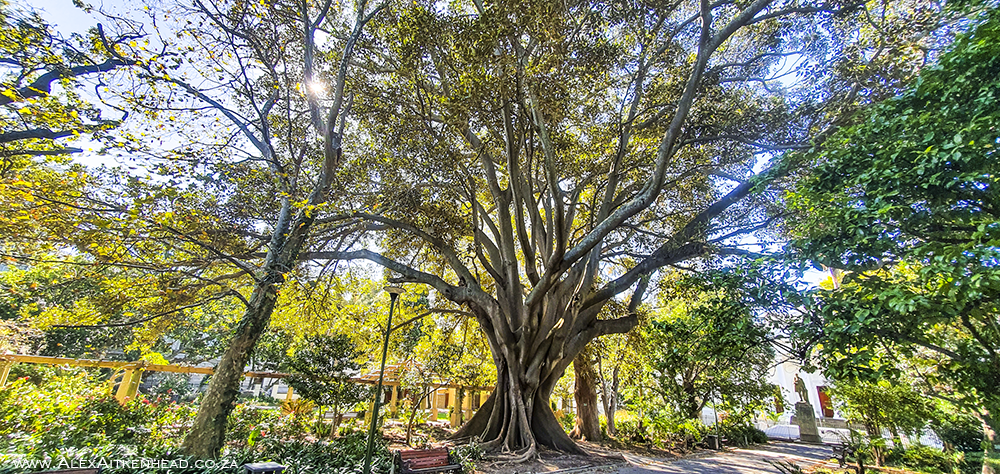 Champion Tree Status awarded to Rubber Tree in Company’s Garden Cape ...