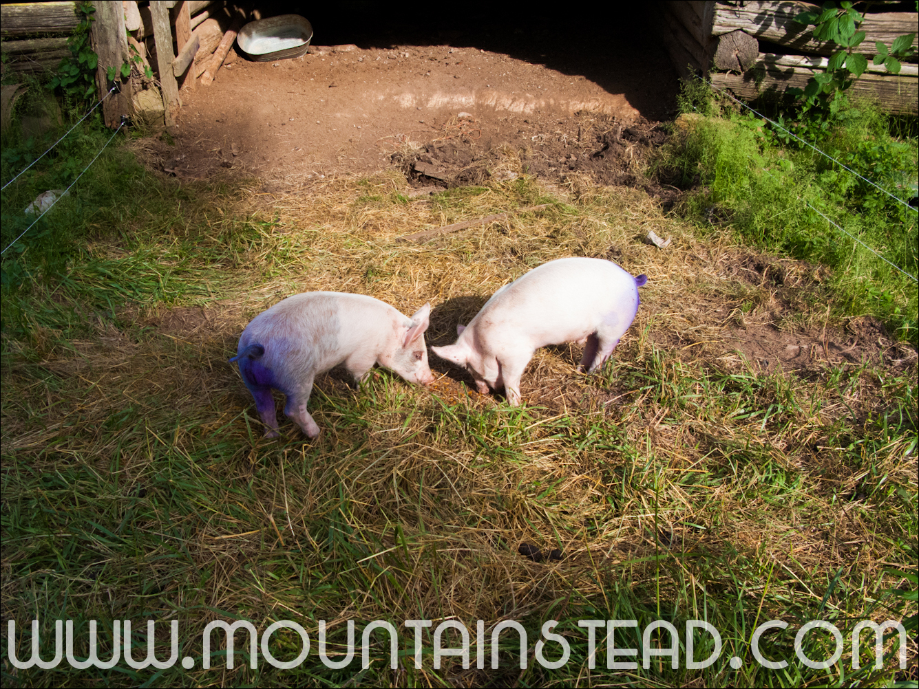 mountainsteading in rural appalachia: pig blue butt + our current ...