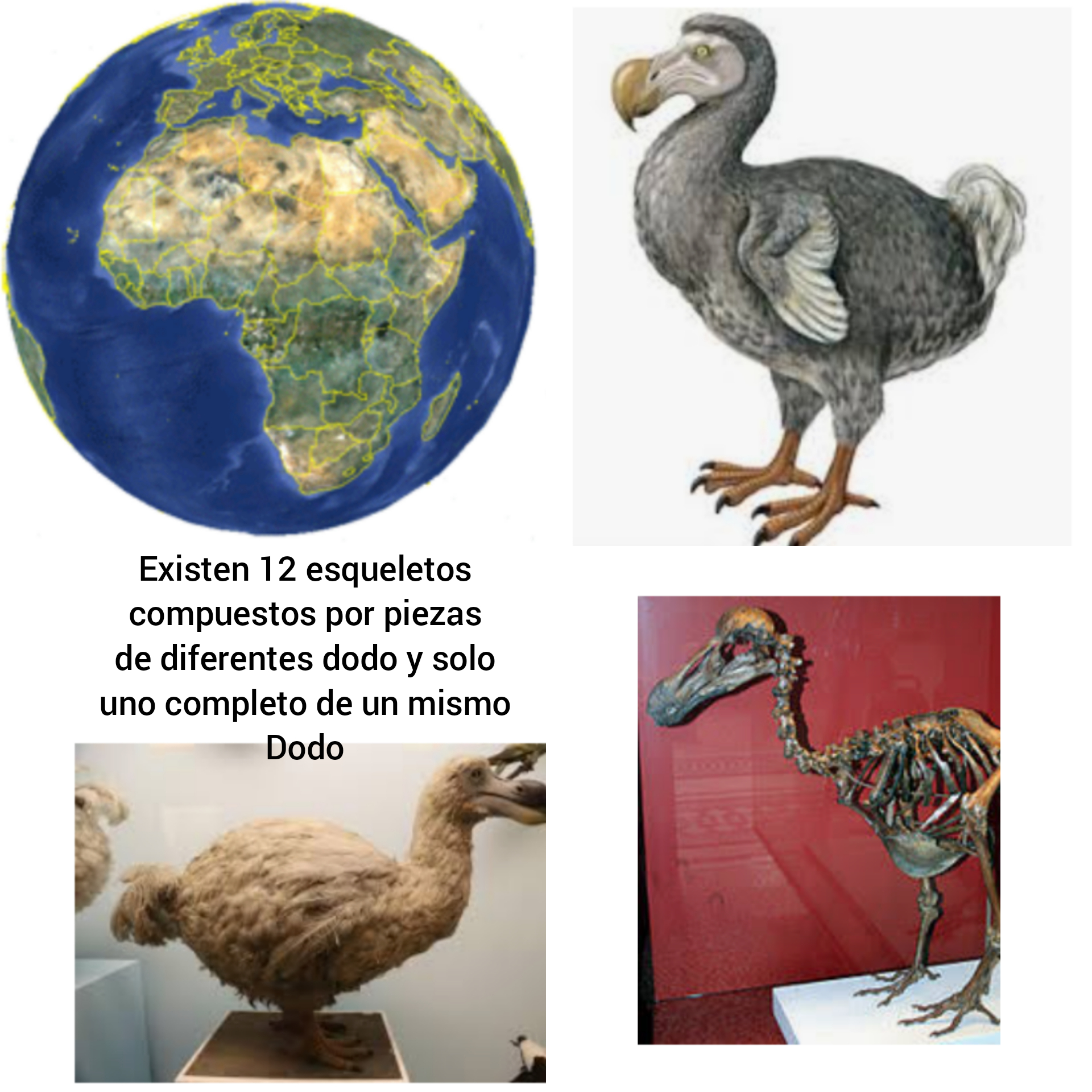 Como era el pajaro Dodo