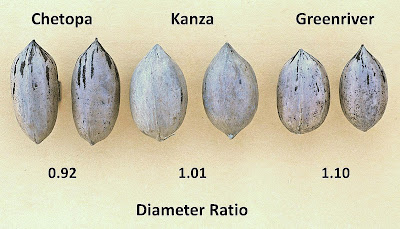Northern Pecans: Pecan shell geometry and kernel dorsal grooves