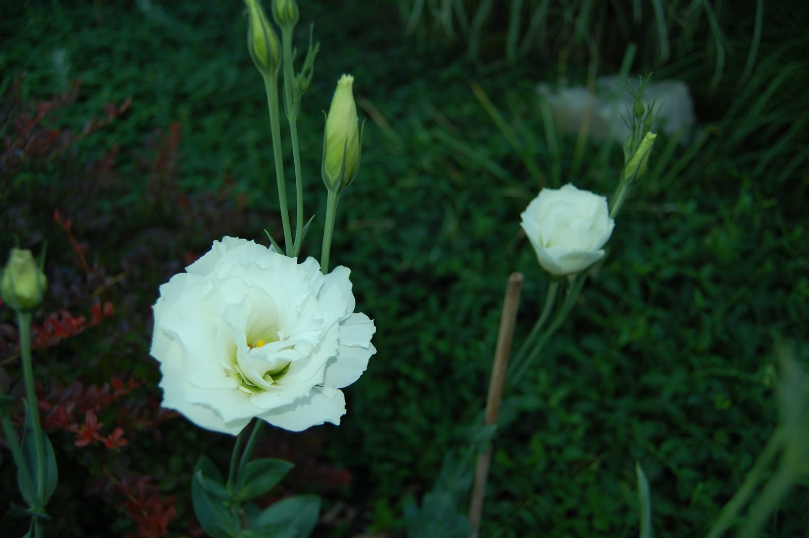 Astrid's Garden Design: Eustoma - common name: Lisianthus