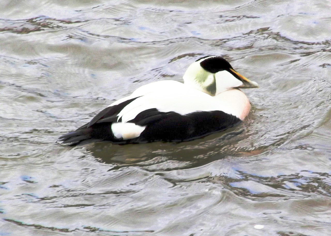 Largo Baywatch: Eider Ducks at Lower Largo